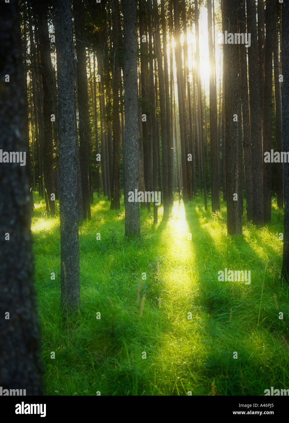 A beautiful wooded area Stock Photo - Alamy