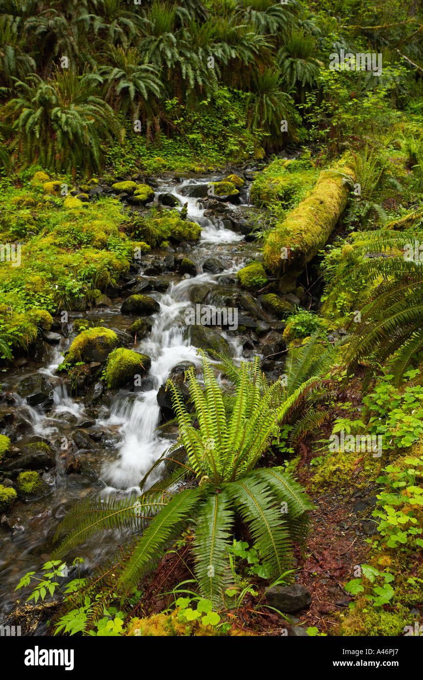 Small cascading waterfall through Rainforest Olympic National Park ...
