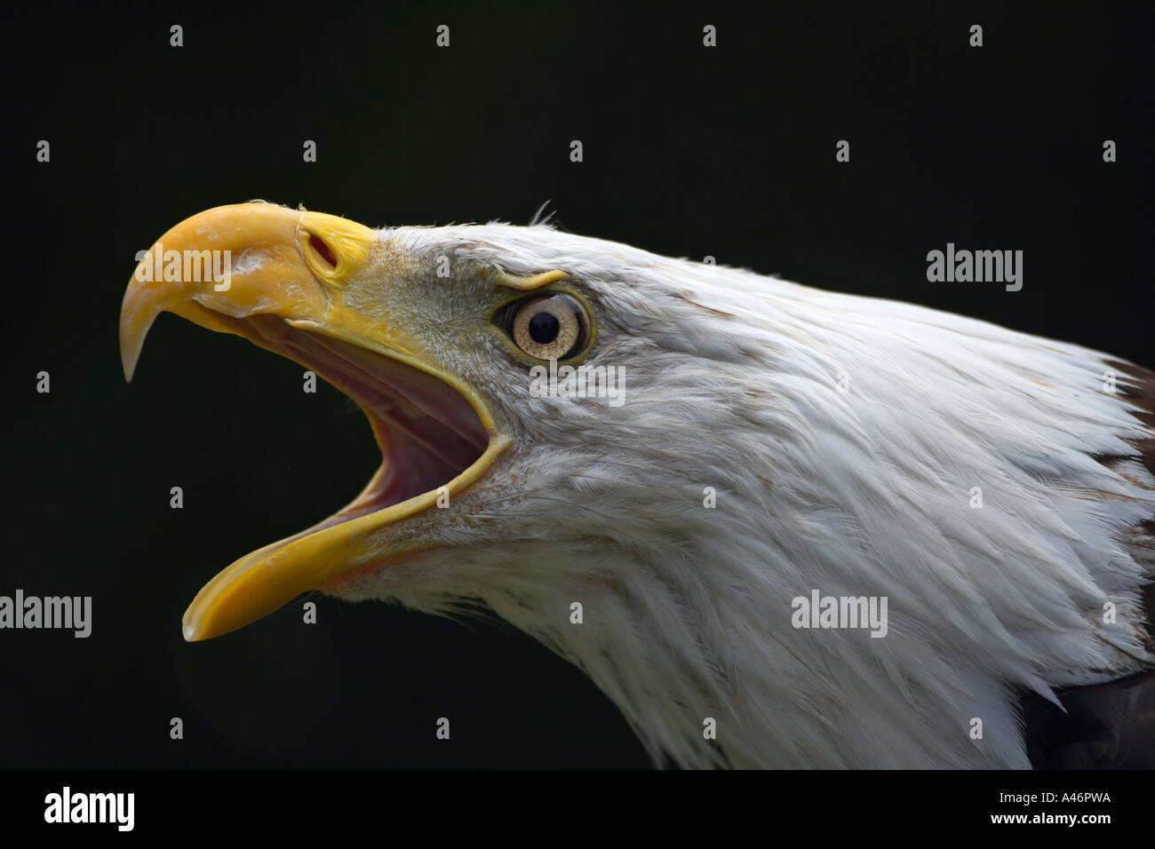 American Bald Eagle Portrait calling Stock Photo - Alamy