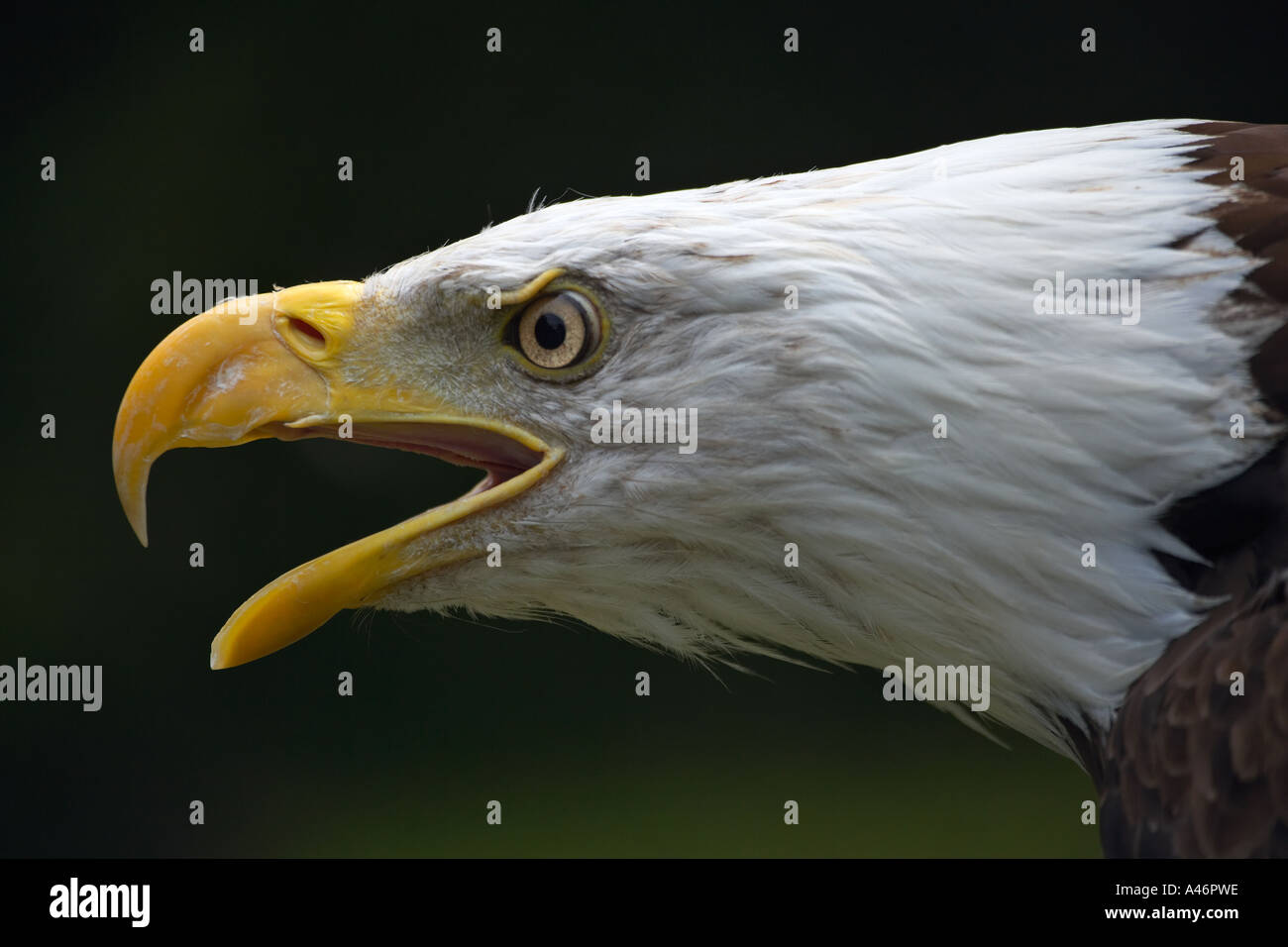 American Bald Eagle Portrait calling Stock Photo - Alamy
