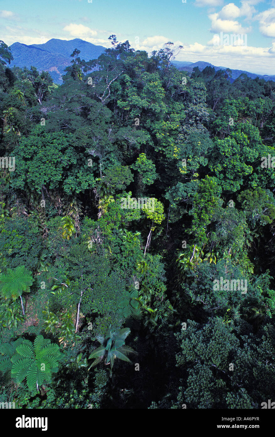 Selva Tropical En Queensland 7,839 Selva Tropical Australiana Fotos De