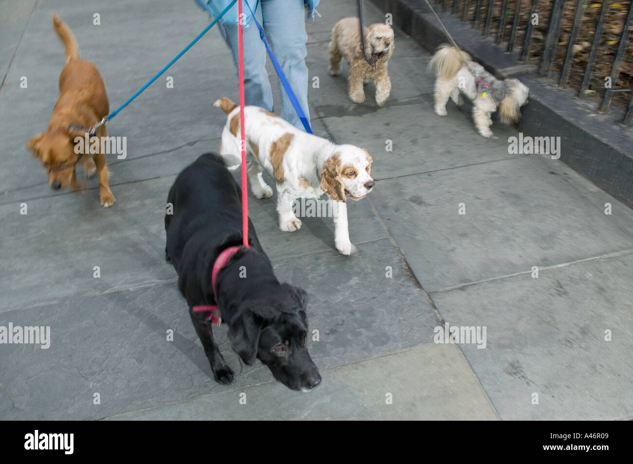 Woman walking five dogs Stock Photo - Alamy