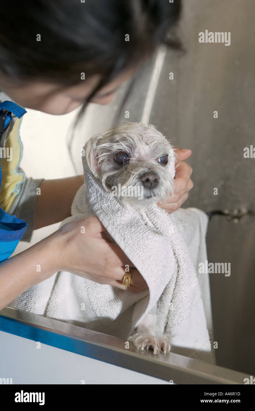 Towel drying a dog hi-res stock photography and images - Alamy