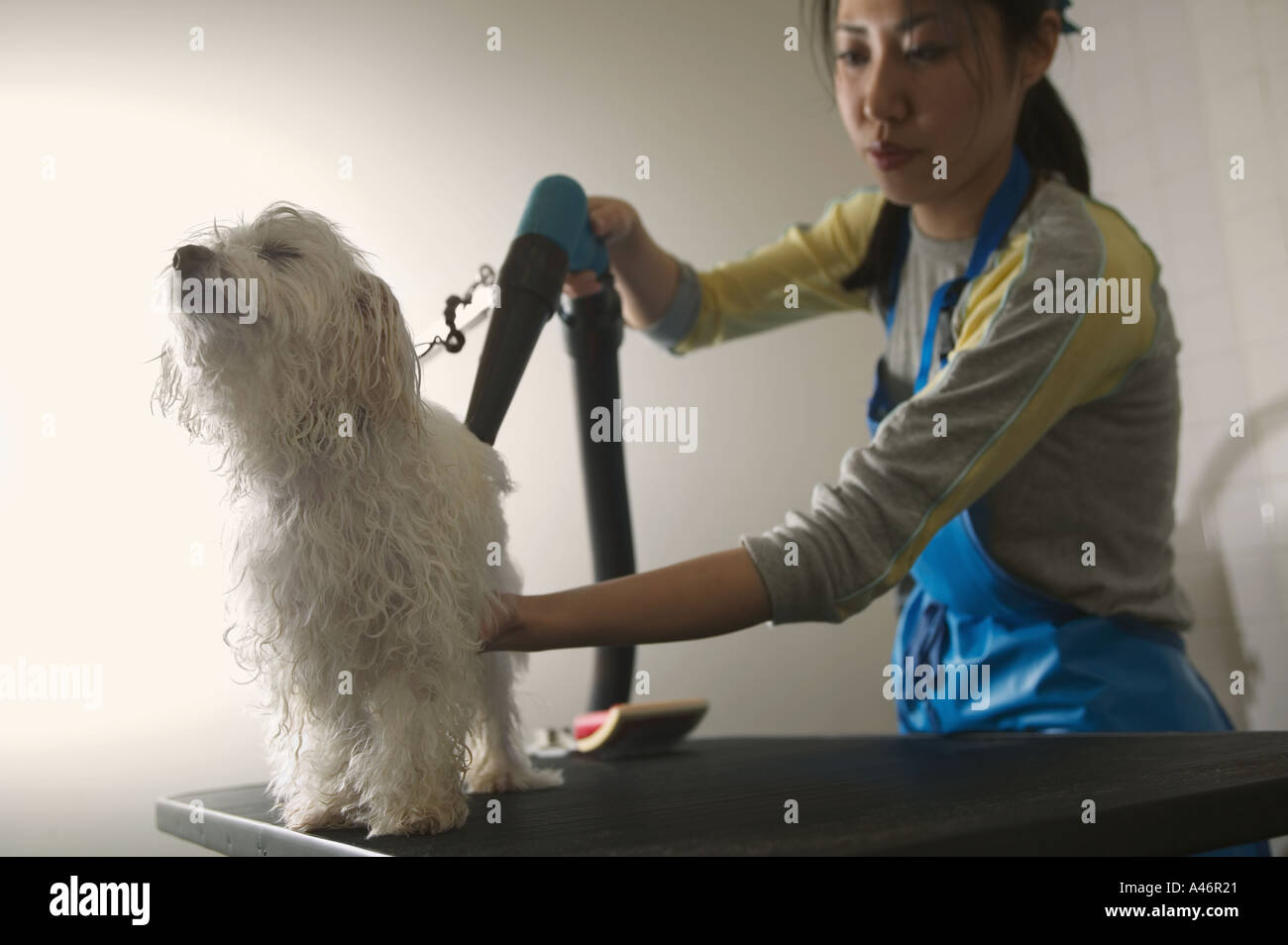 Drying dogs hi-res stock photography and images - Alamy