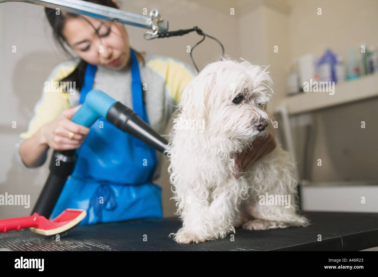 Drying dogs hi-res stock photography and images - Alamy