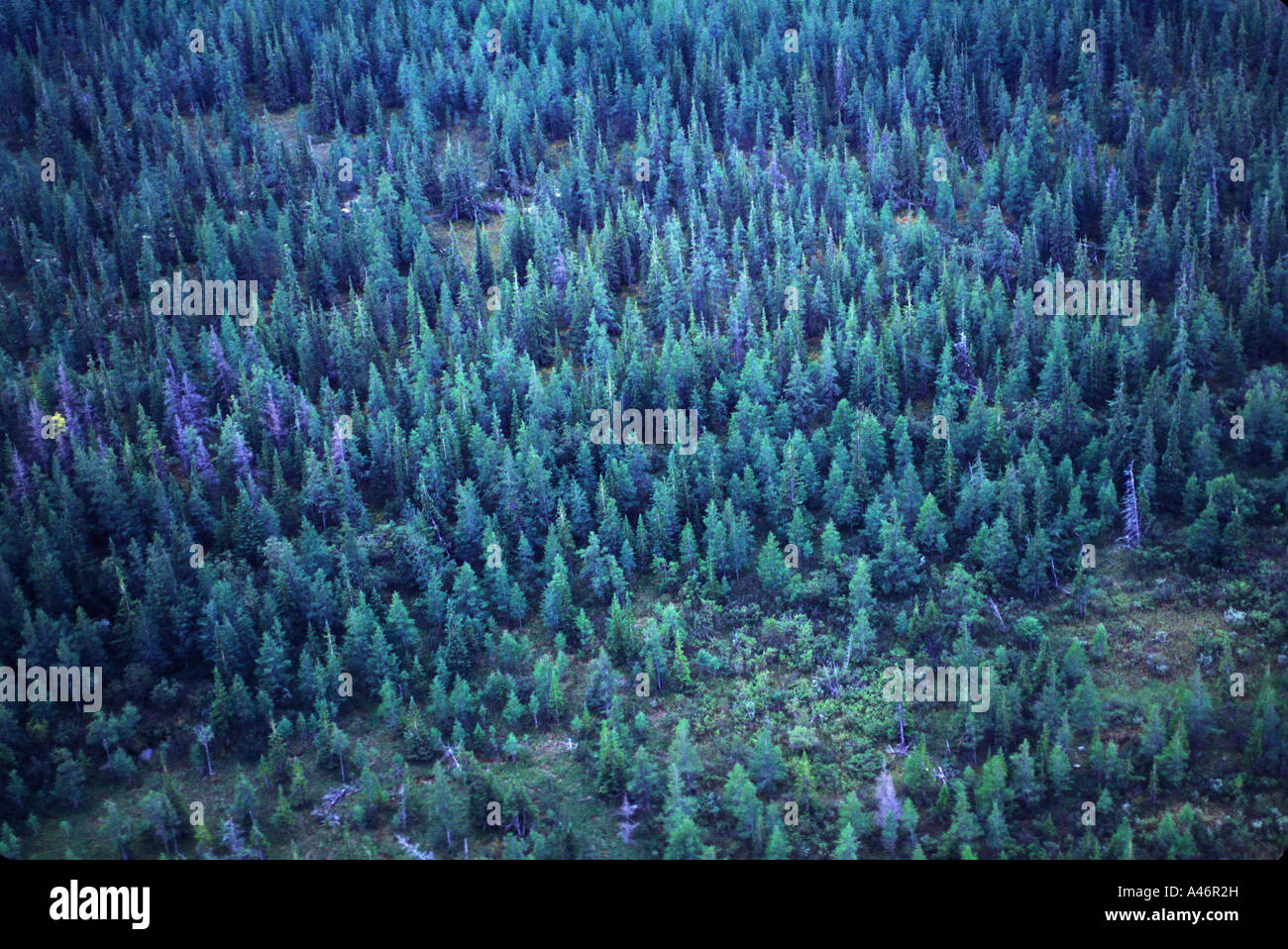 Aerial views of the tundra or taiga ecosystem river Hudson Bay ...