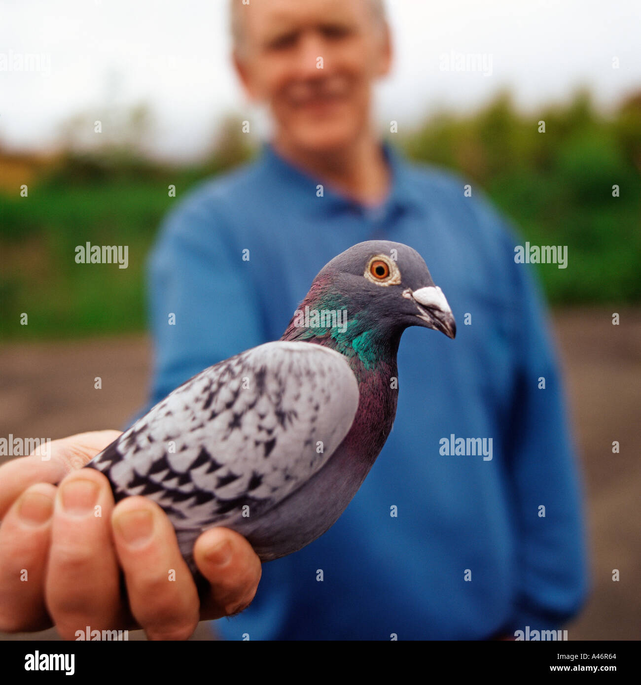 Man holding pet pigeon Stock Photo - Alamy