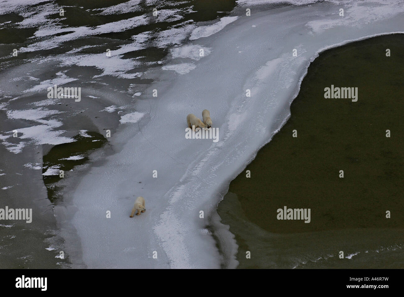 Polar Bear Ursus maritimus in frozen Hudson Bay Canada winter tundra ...