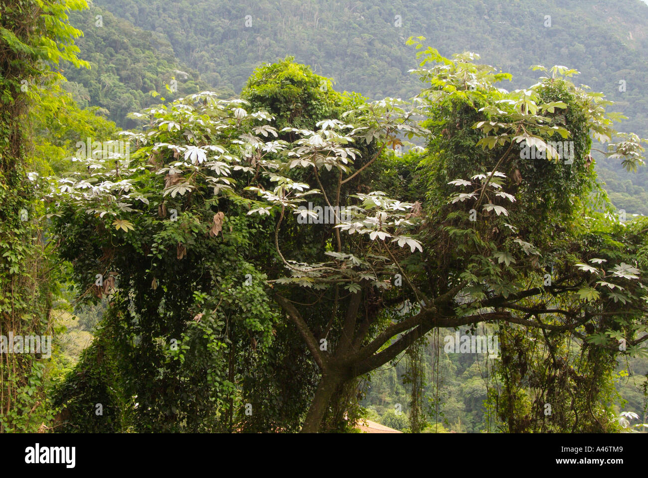 Embauba tree hi-res stock photography and images - Alamy