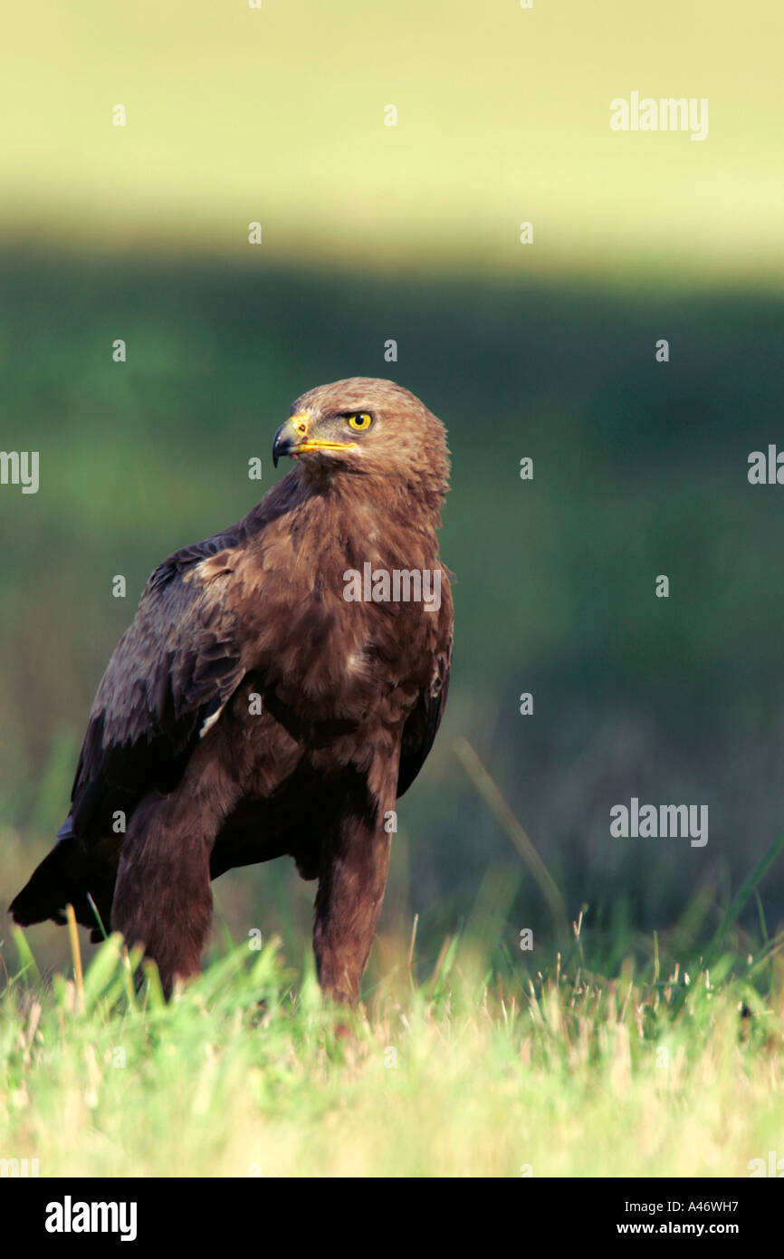 Lesser Spotted Eagle Stock Photo - Alamy