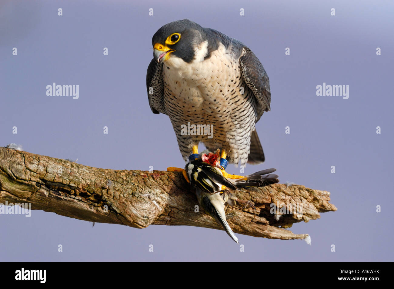 Wanderfalke hi-res stock photography and images - Alamy