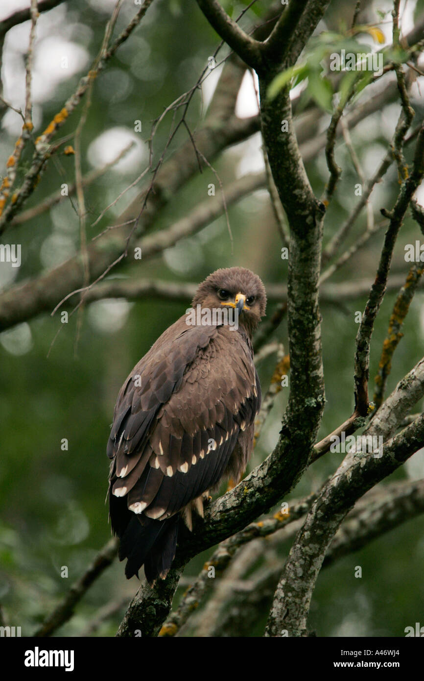 Lesser Spotted Eagle Stock Photo - Alamy