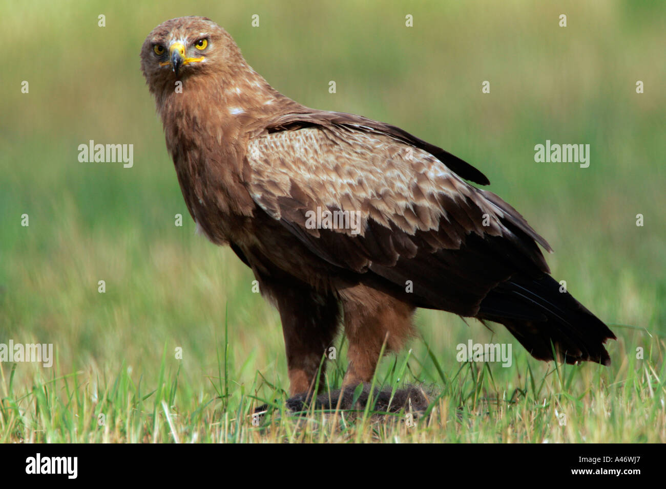 Lesser Spotted Eagle Stock Photo - Alamy