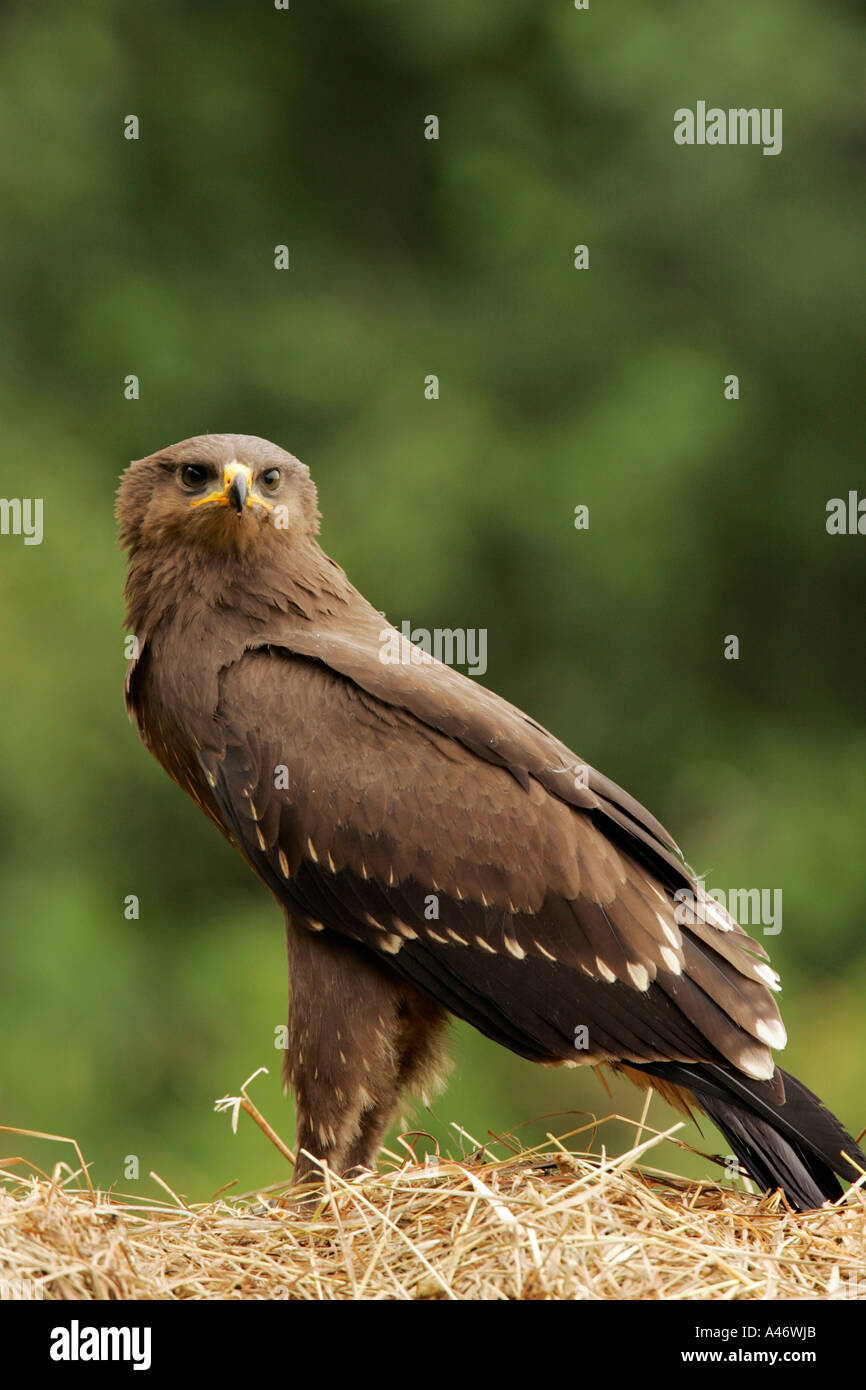 Lesser Spotted Eagle Stock Photo - Alamy
