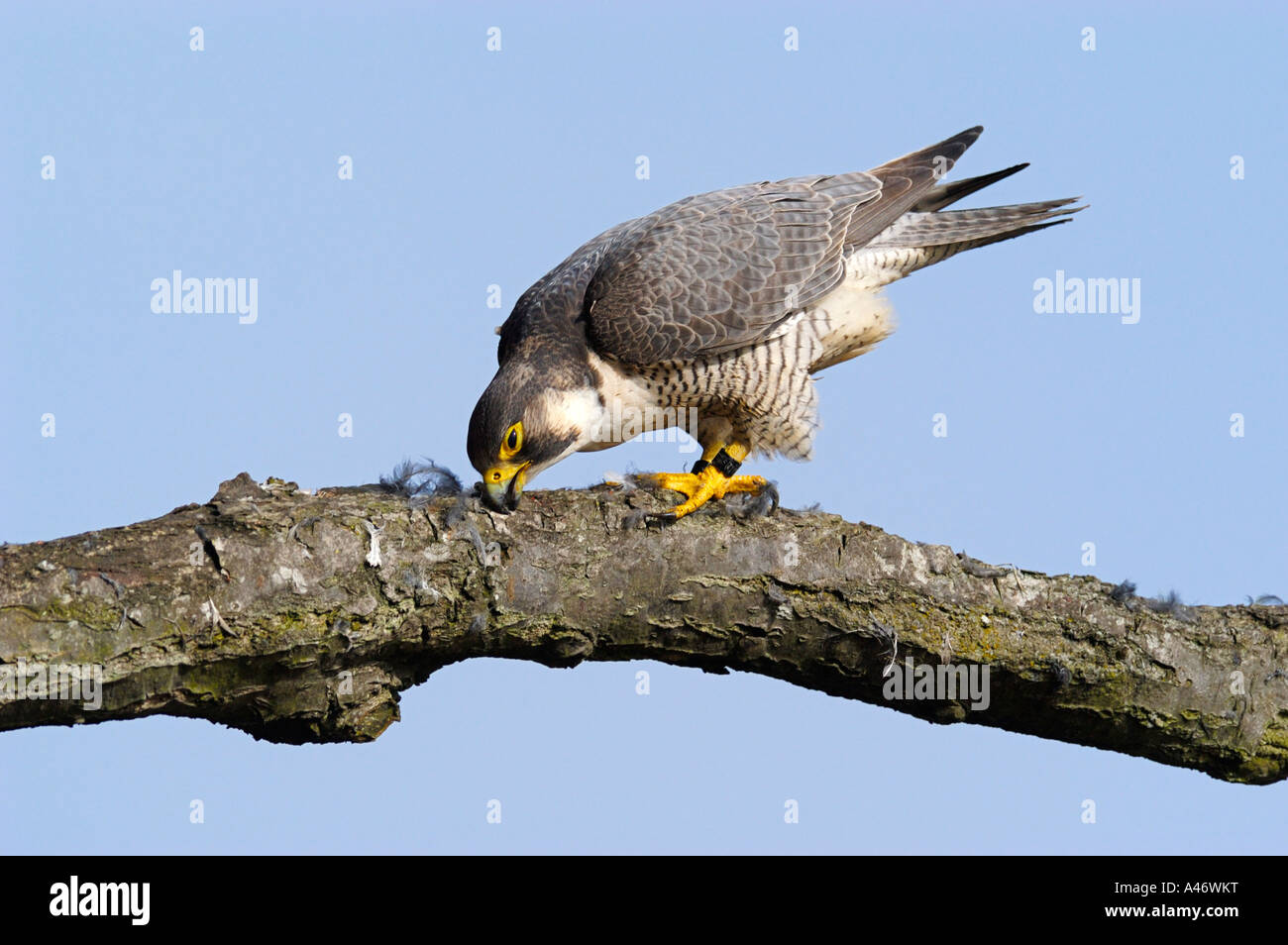 Peregrine Falcon (Falco peregrinus) preens his beak, Germany Stock ...