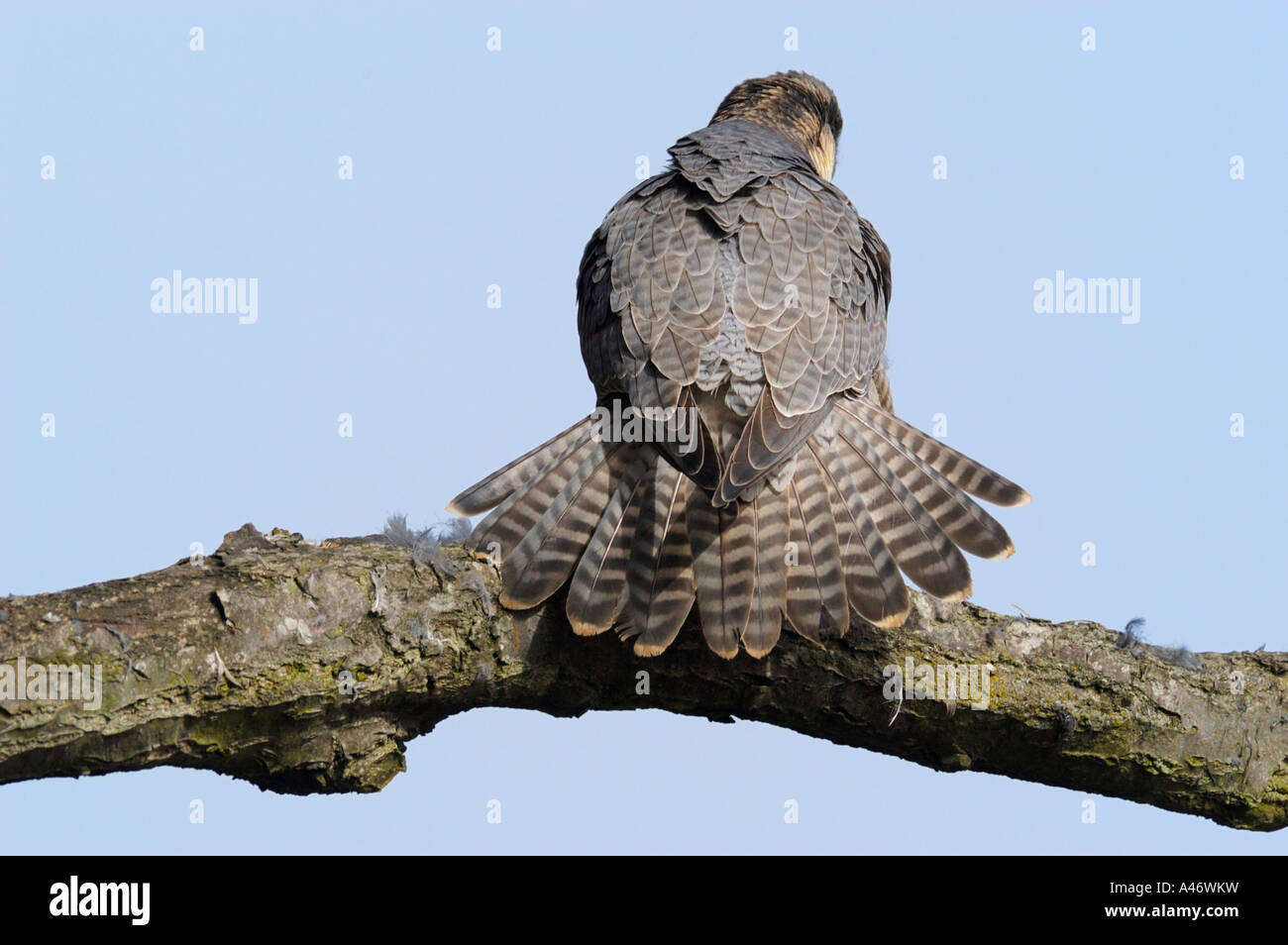 Peregrine Falcon (Falco peregrinus), feather care, tail feather ...