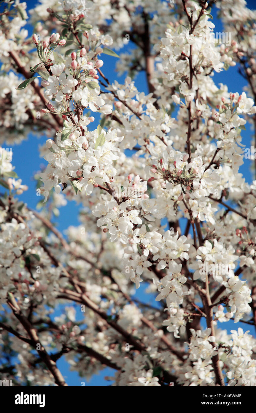 Tree with white blossoms Stock Photo - Alamy