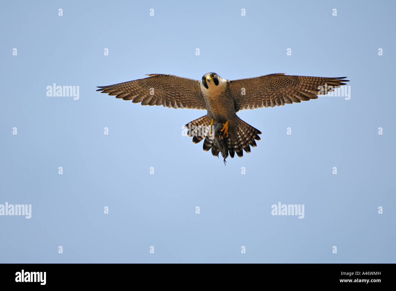 Peregrine falcon bird of prey raptor falco hi-res stock photography and ...