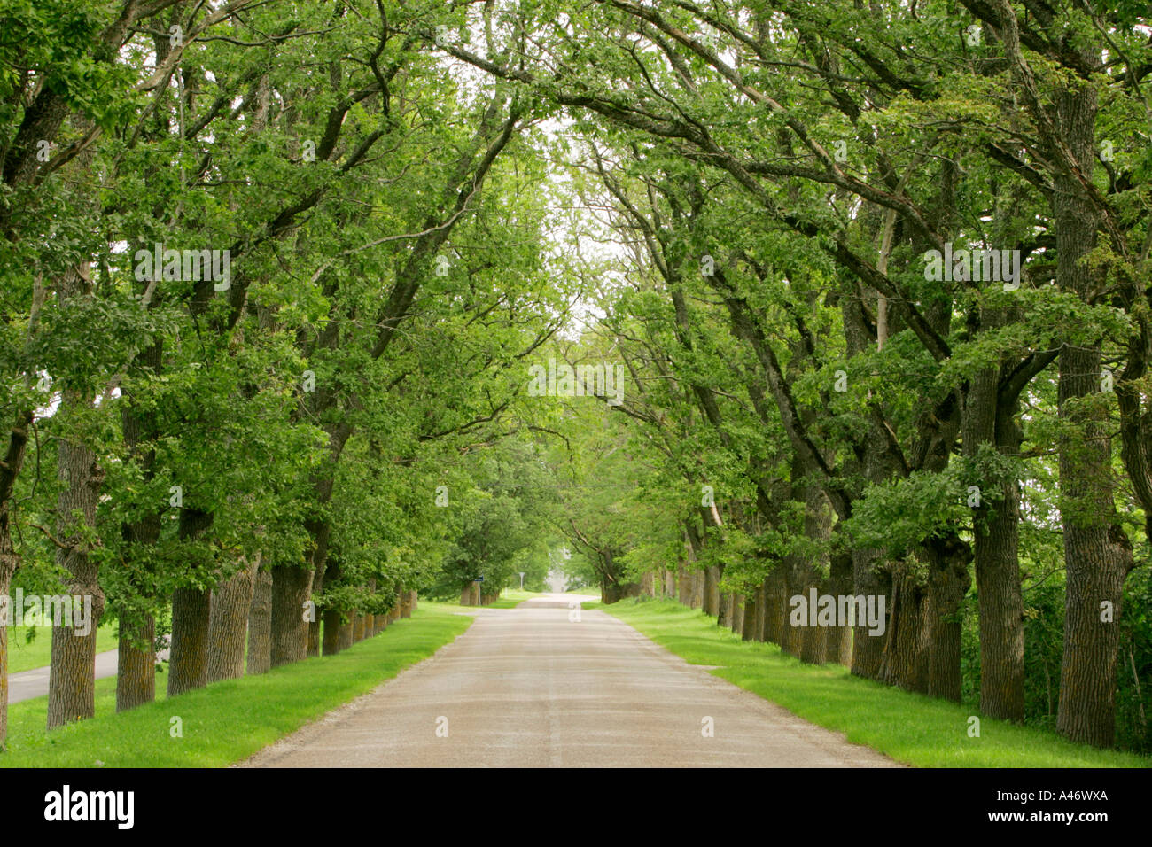 Oak tree avenue hi-res stock photography and images - Alamy