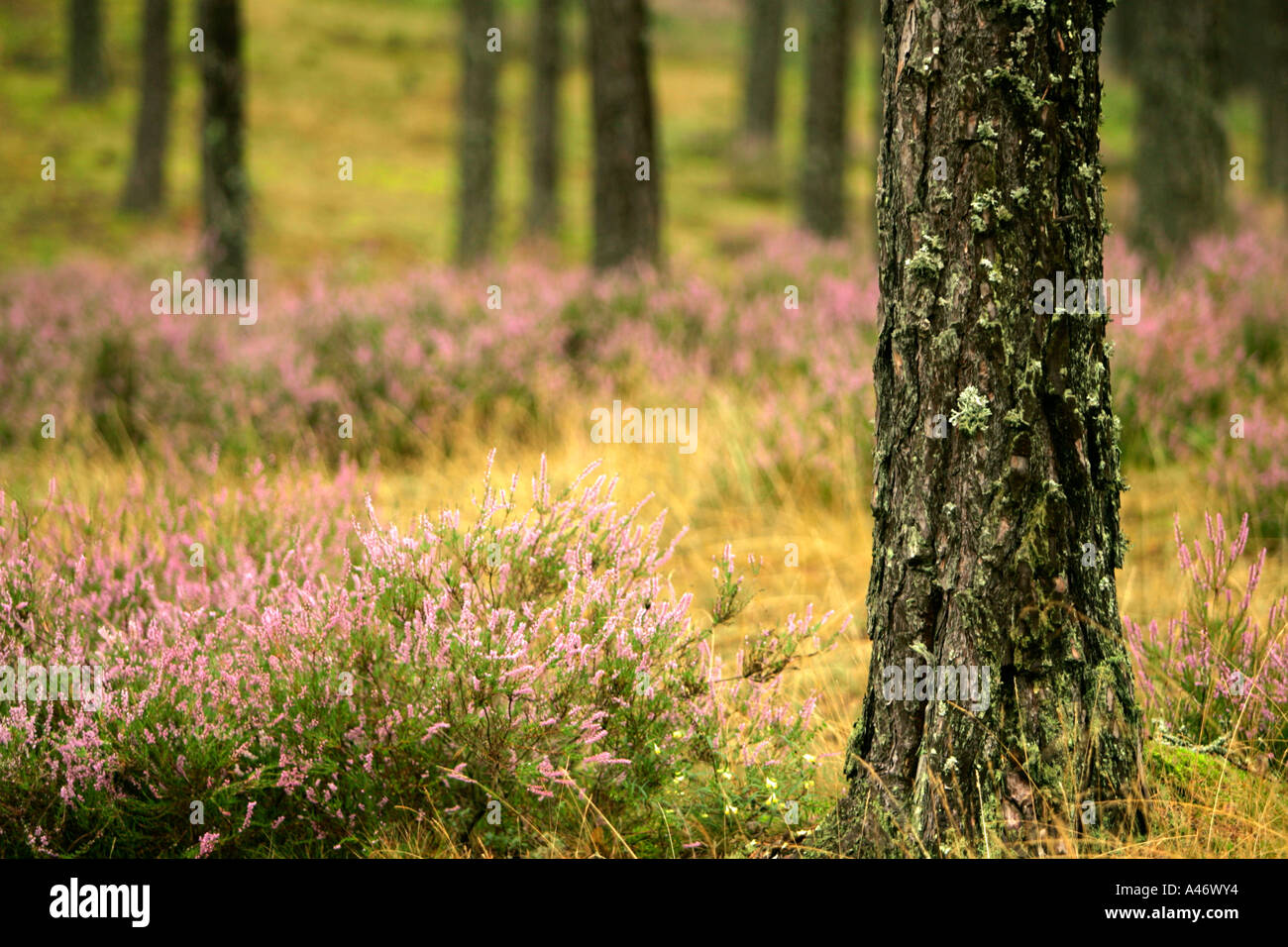Pine Tree forest Stock Photo - Alamy