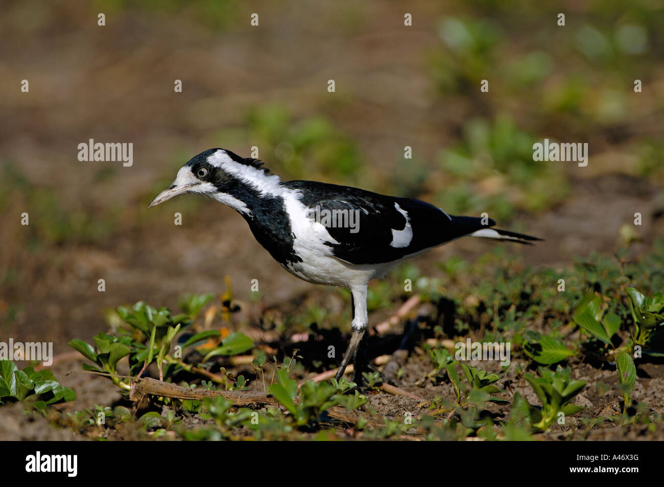 Magpie lark, Grallina cyanoleuca, australia Stock Photo - Alamy