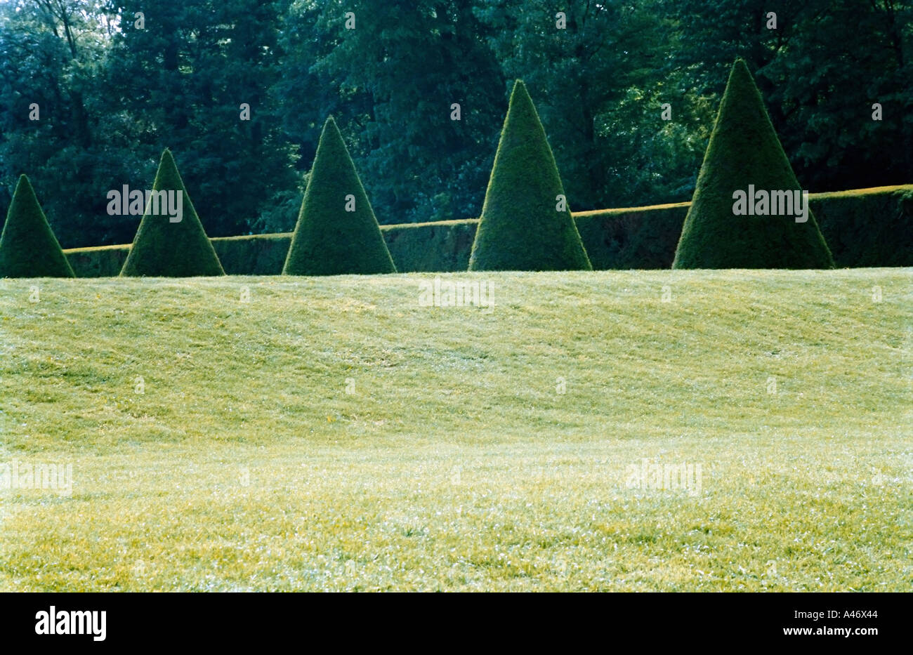 Cone shaped topiary Stock Photo - Alamy