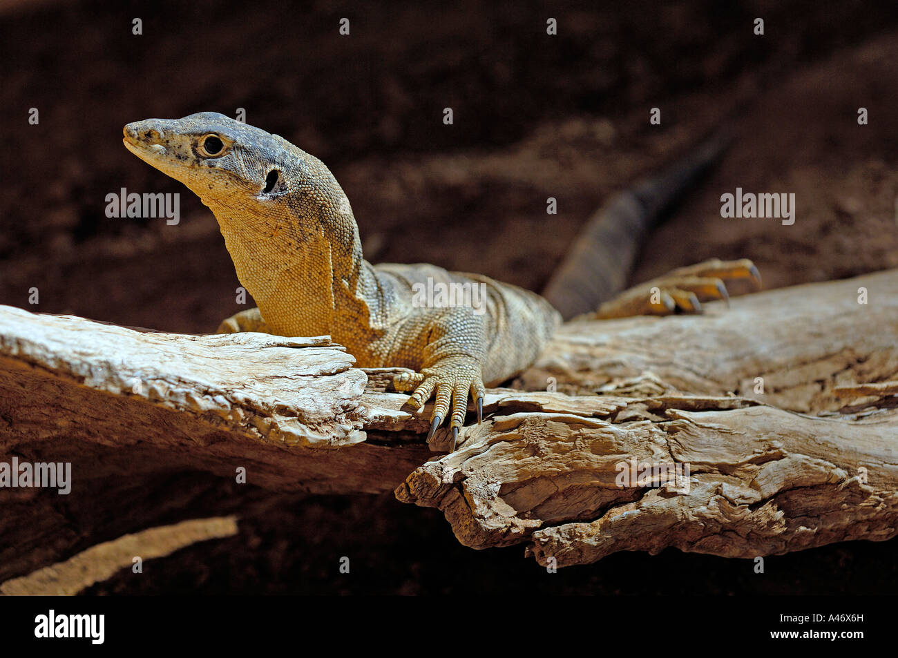 Spencers monitor, Varanus spenceri, australia Stock Photo - Alamy