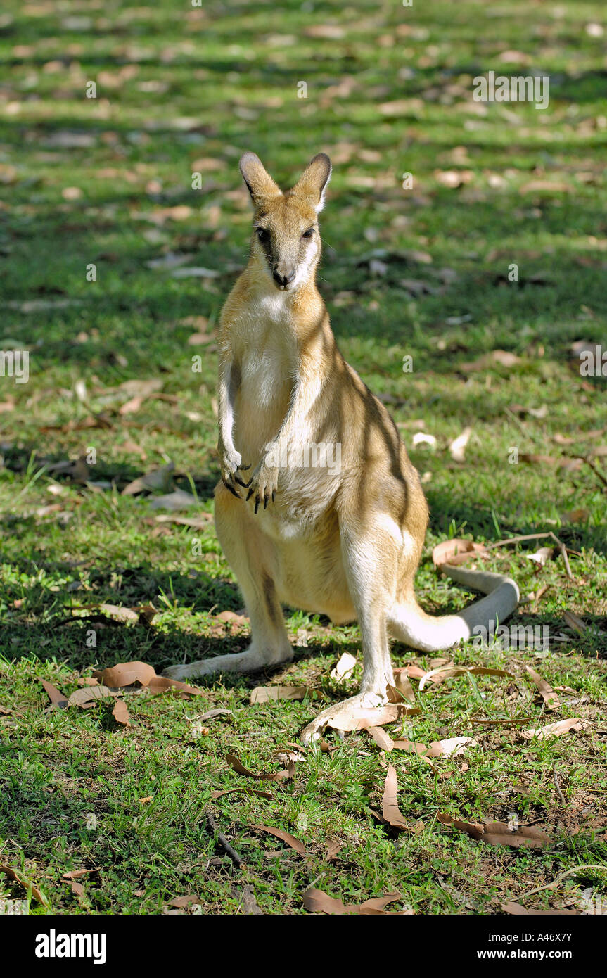 Agile Wallaby (Macropus agilis), Australia Stock Photo - Alamy