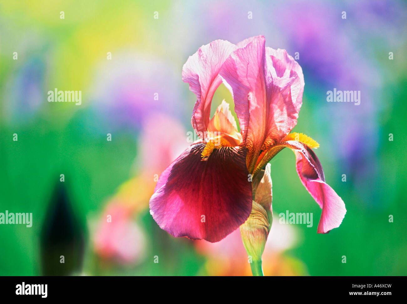 Iris rosa hi-res stock photography and images - Alamy