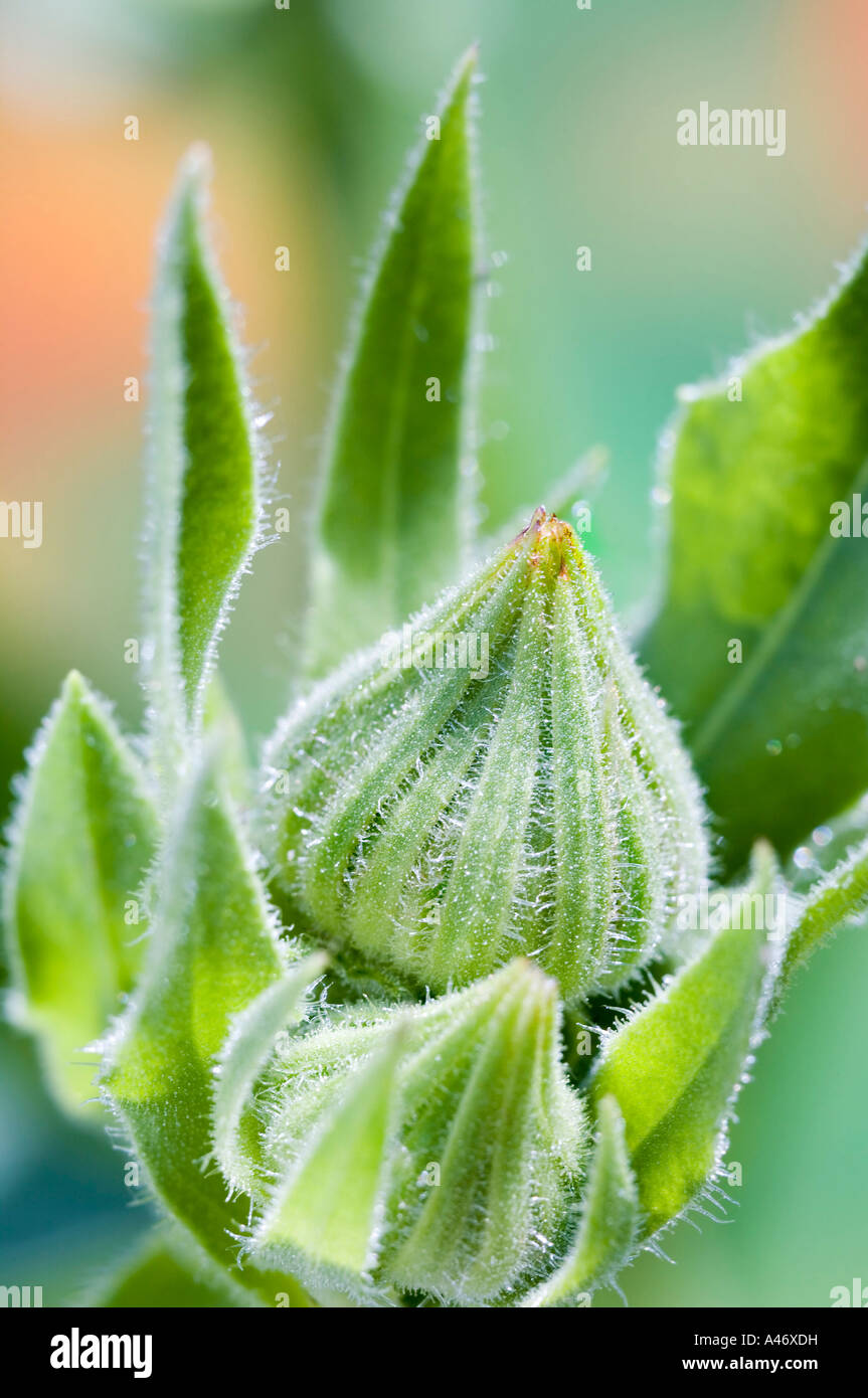 Marigold vertical hi-res stock photography and images - Alamy