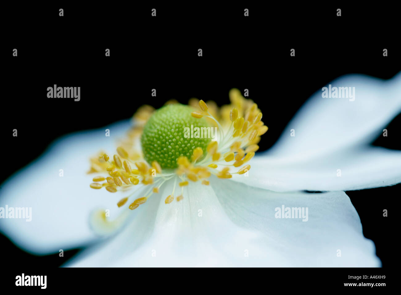 Honorine jobert pure white anemone hi-res stock photography and images ...