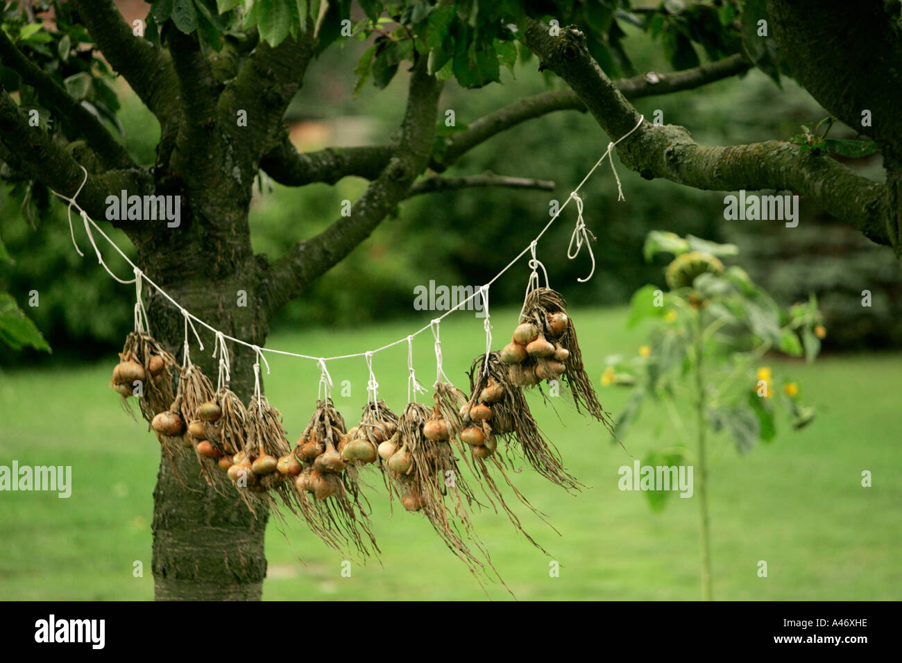 Onion isle hi-res stock photography and images - Alamy
