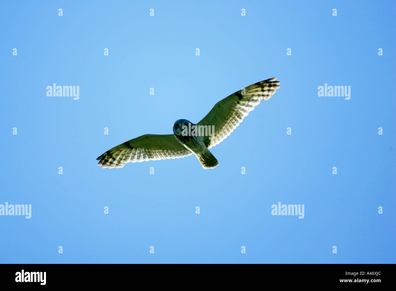 Eared ow hi-res stock photography and images - Alamy