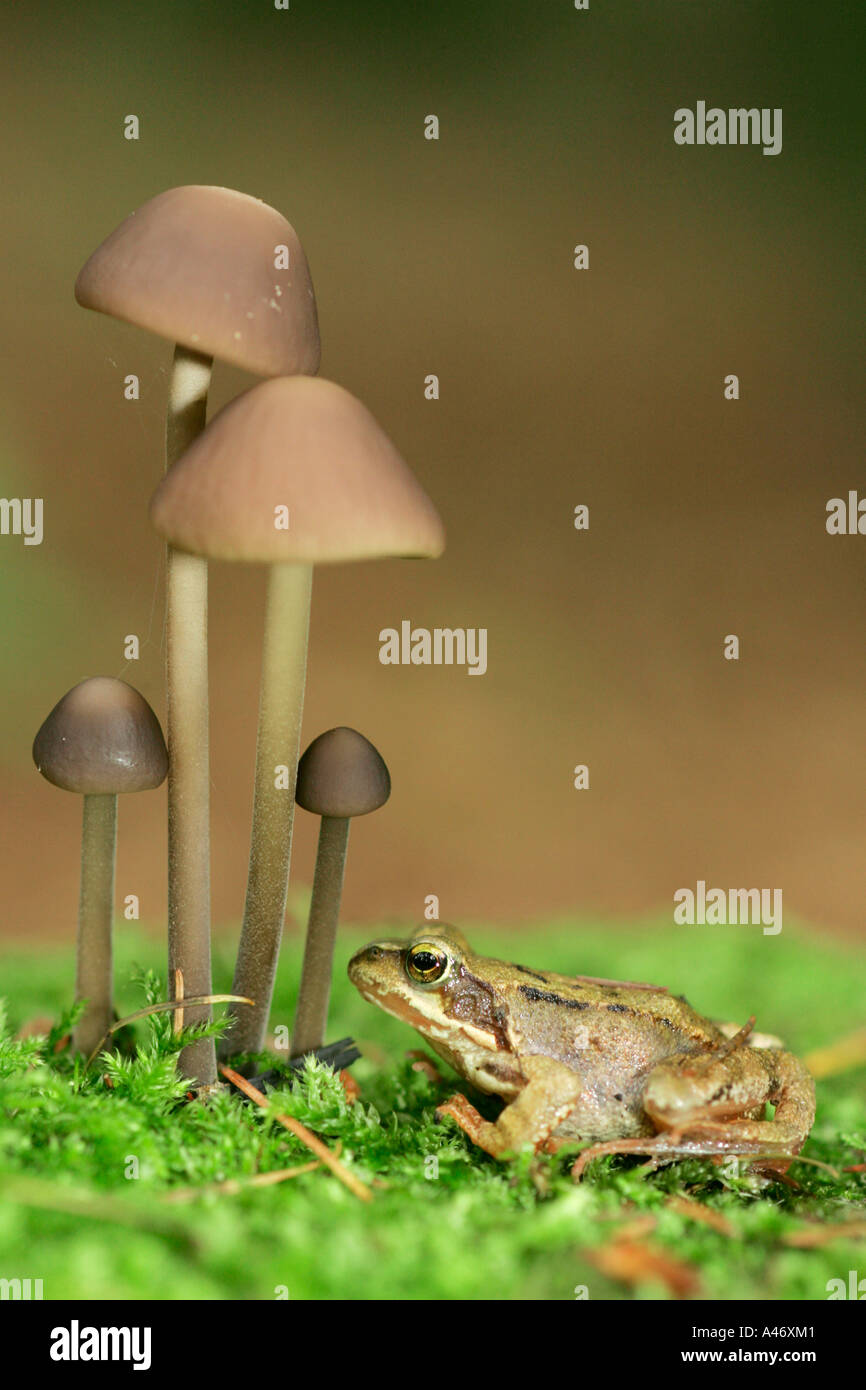 Common European Frog Stock Photo - Alamy