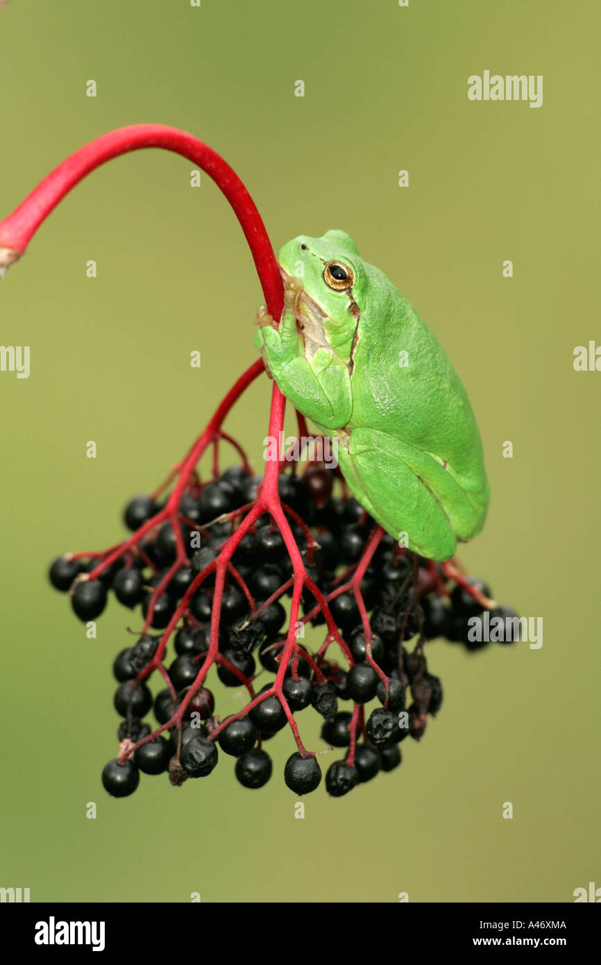 Tree Frog Tree Toad Stock Photo - Alamy