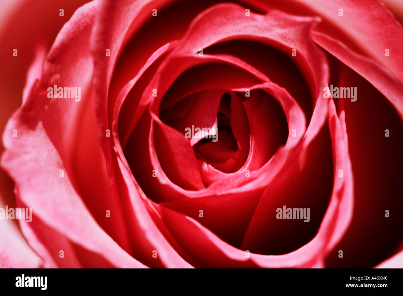 Close up of a red rose Stock Photo - Alamy