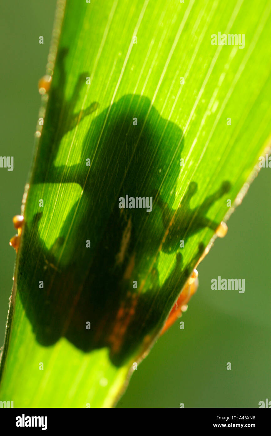 Tree Frog Tree Toad Stock Photo - Alamy