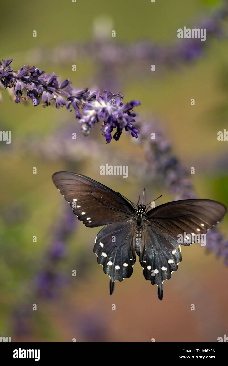 Butterfly in flight over flower Stock Photo - Alamy