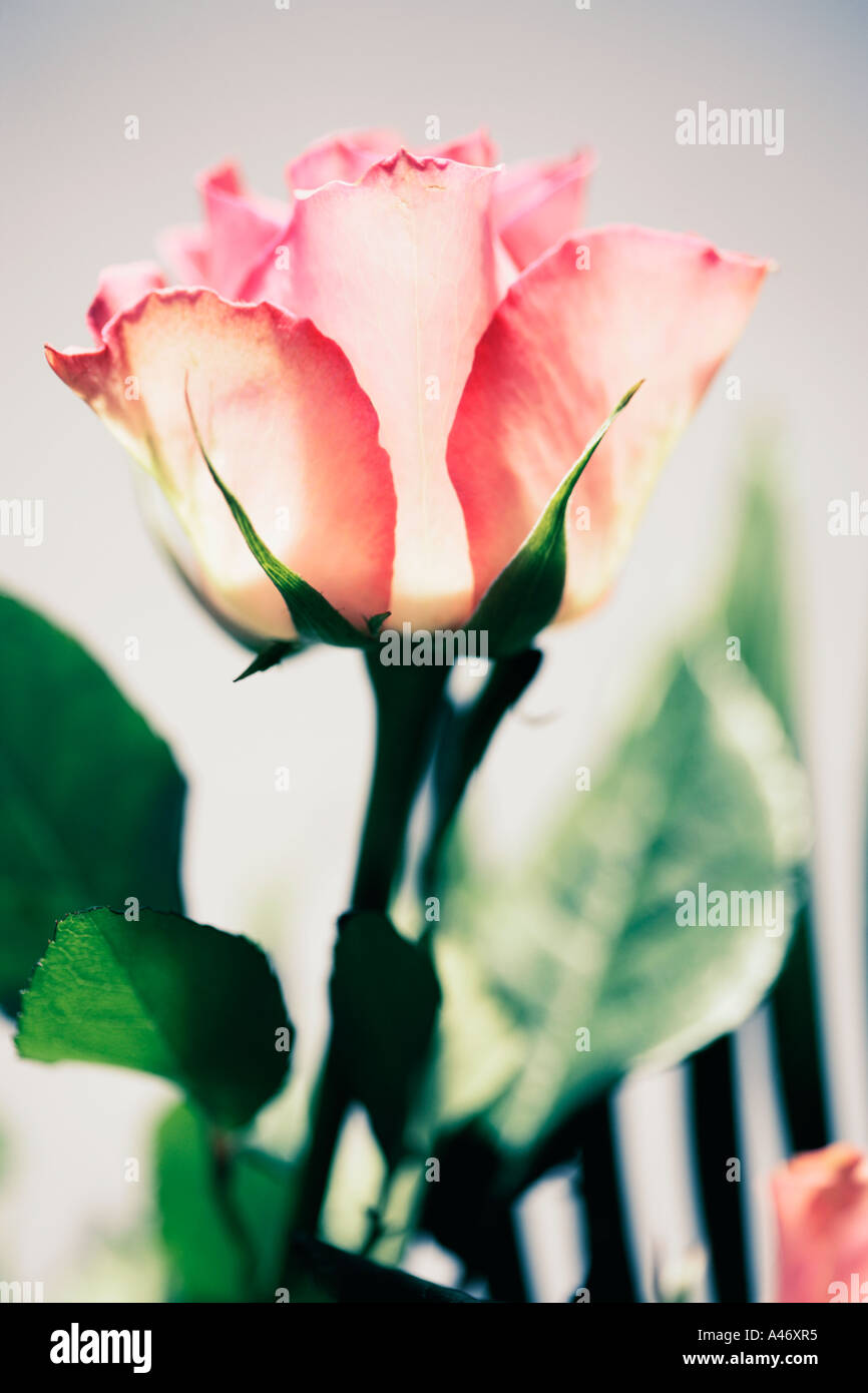 A single pale pink rose Stock Photo - Alamy