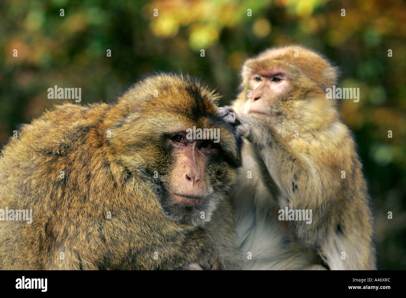 Barbary Monkey Barbary Ape Stock Photo - Alamy
