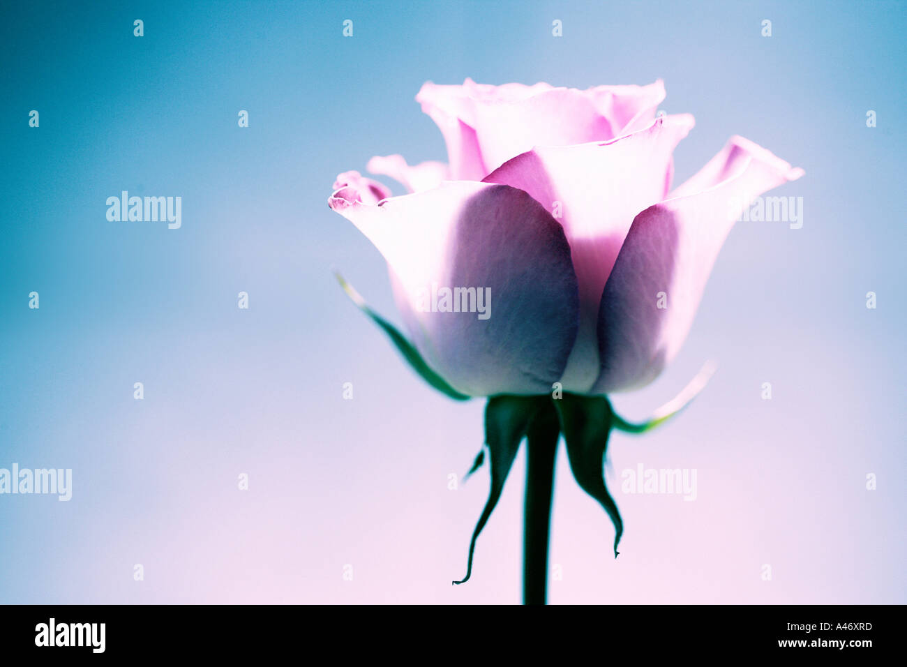 A single pink rose Stock Photo - Alamy