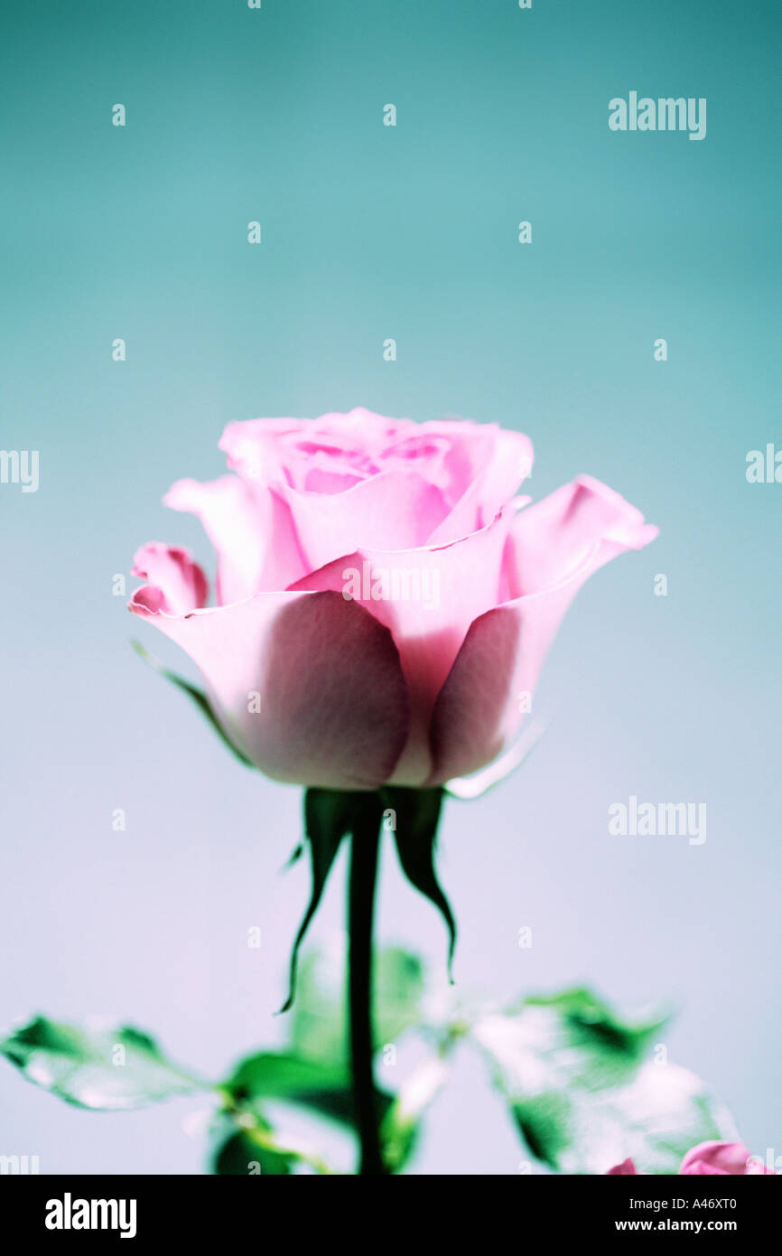 A single pink rose Stock Photo - Alamy