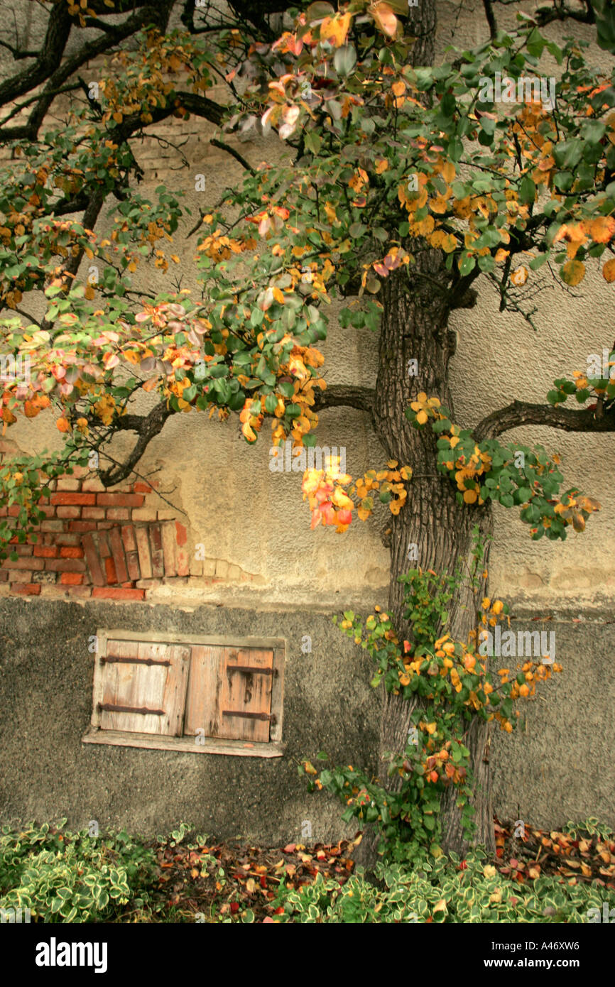 Pear tree house wall hi-res stock photography and images - Alamy