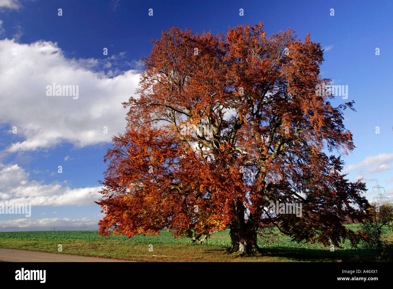 Beech 200 hi-res stock photography and images - Alamy