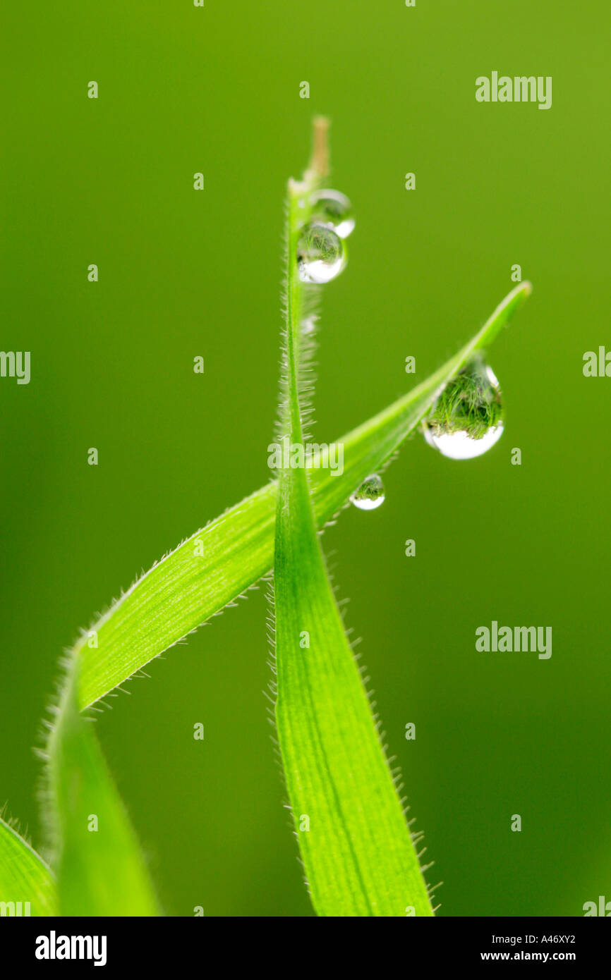 Upright grass blades hi-res stock photography and images - Alamy