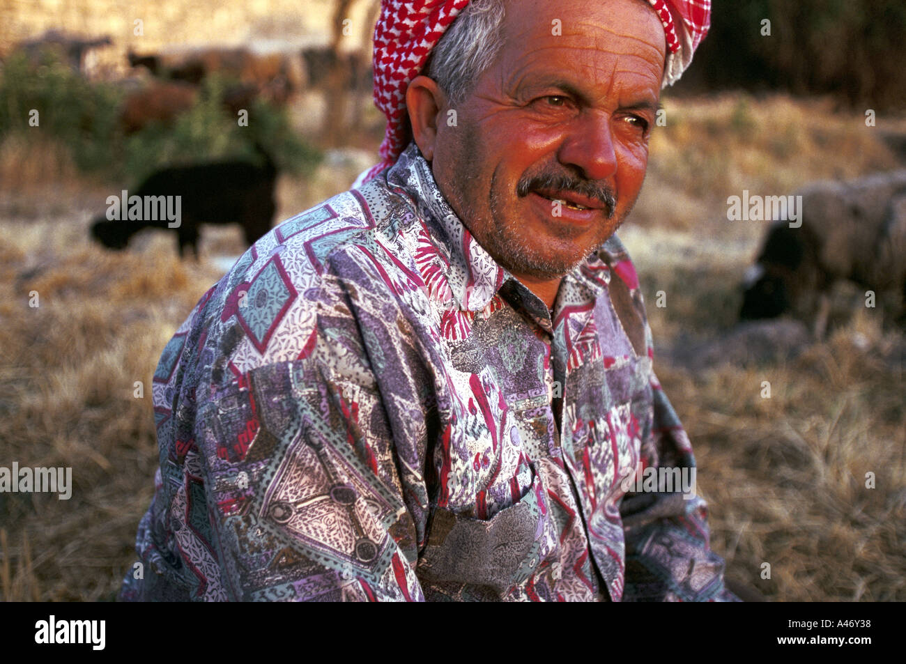 An old man working as a shepherd with his sheep in a field near Sidon ...