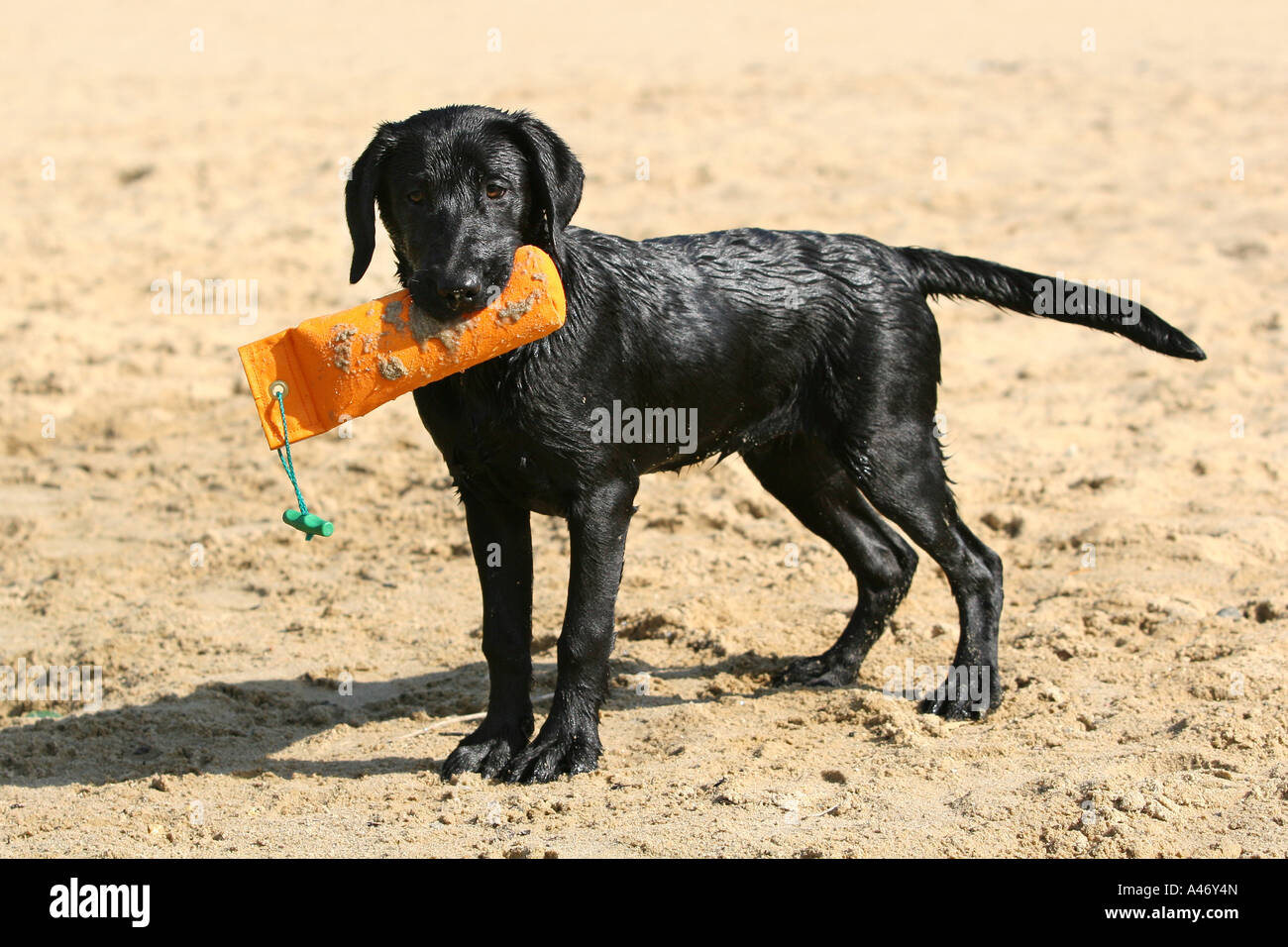 Black labrador retriever retrieving dummy hi-res stock photography and ...