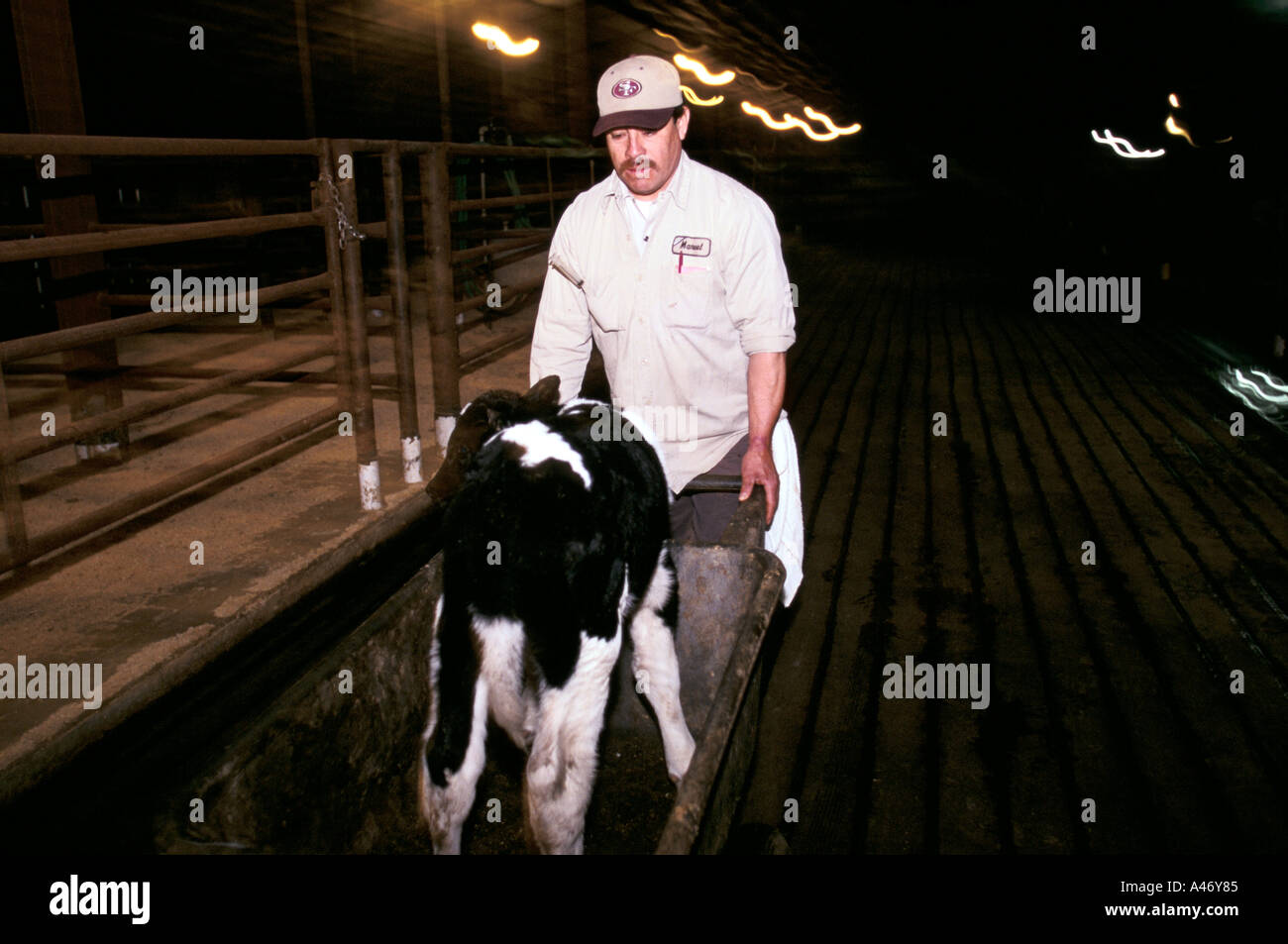 California dairy cow and calf hi-res stock photography and images - Alamy