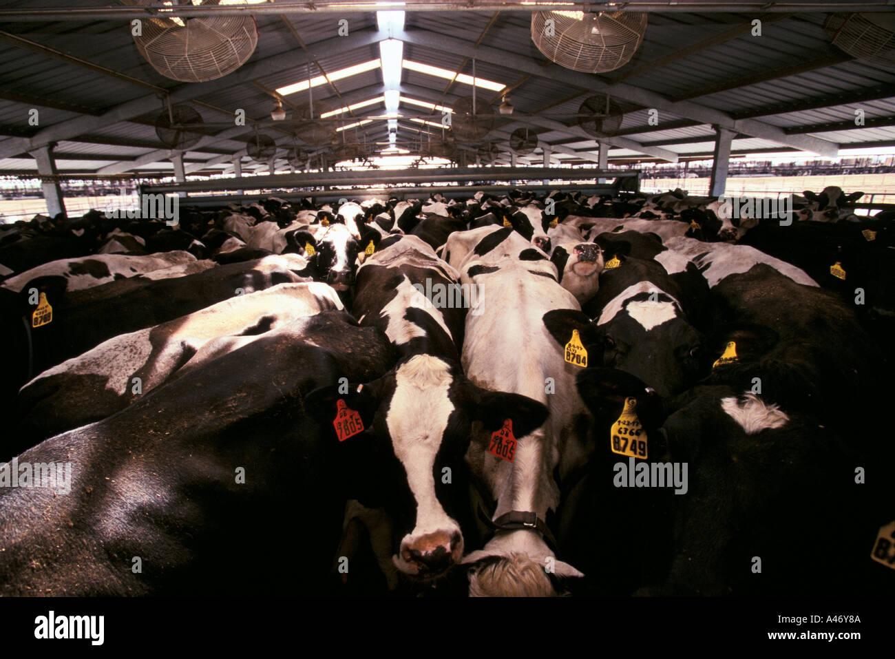 A herd of dairy cows in a milking pen on a dairy farm in Fresno ...