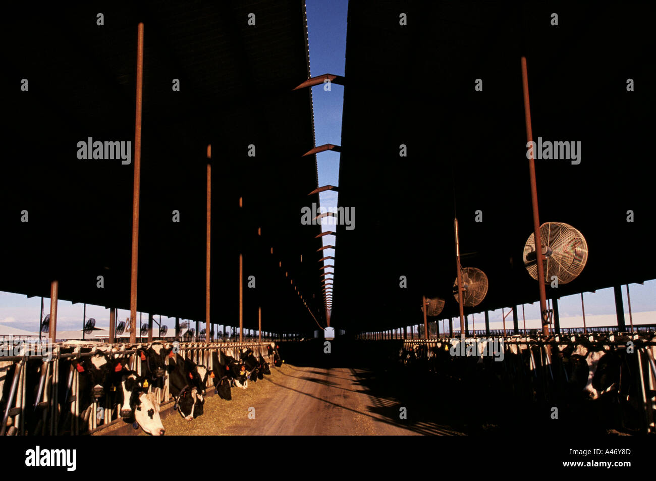 A herd of dairy cows in a milking pen on a dairy farm in Fresno ...